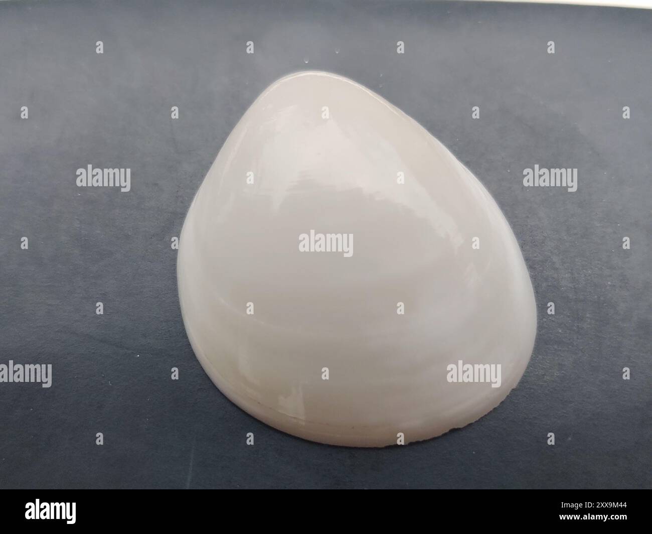 Common Egg Cockle (Laevicardium serratum) Mollusca Stock Photo - Alamy