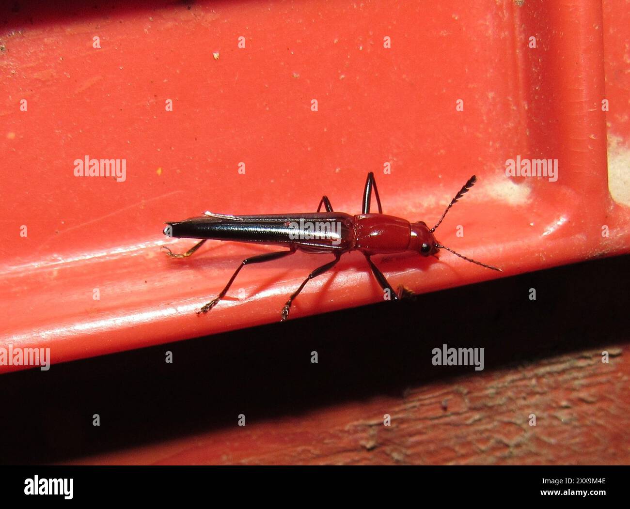 (Compsolanguria concinna) Insecta Stock Photo - Alamy