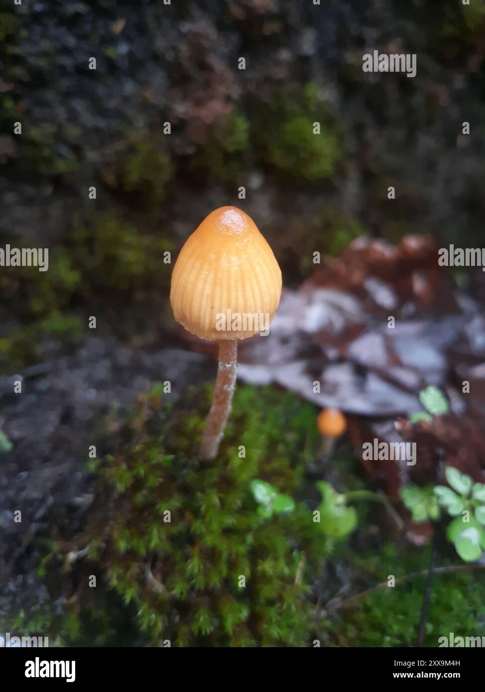 Moss Bells (Galerina) Fungi Stock Photo - Alamy