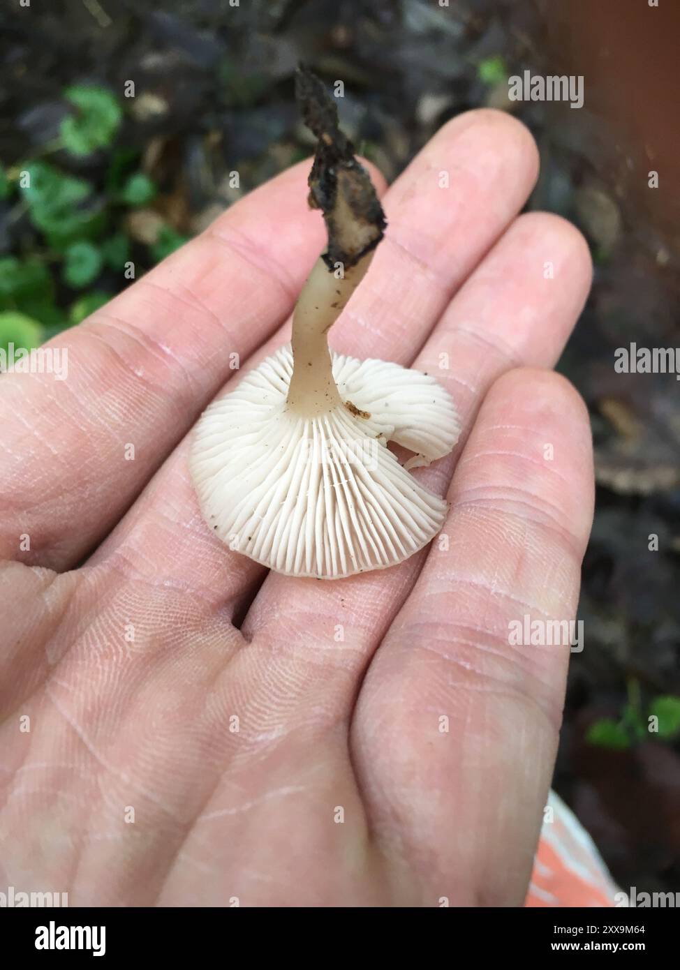 Fragrant Funnel (Clitocybe fragrans) Fungi Stock Photo - Alamy