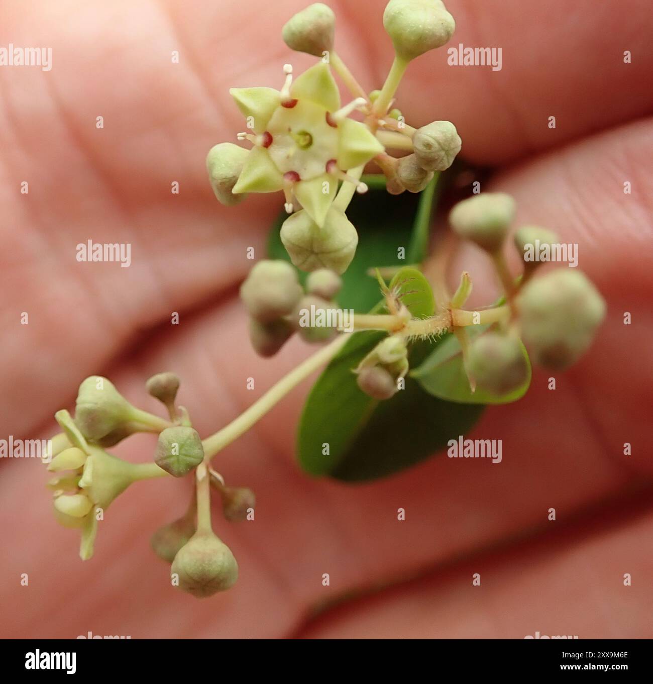 Soap Bush (Helinus integrifolius) Plantae Stock Photo - Alamy