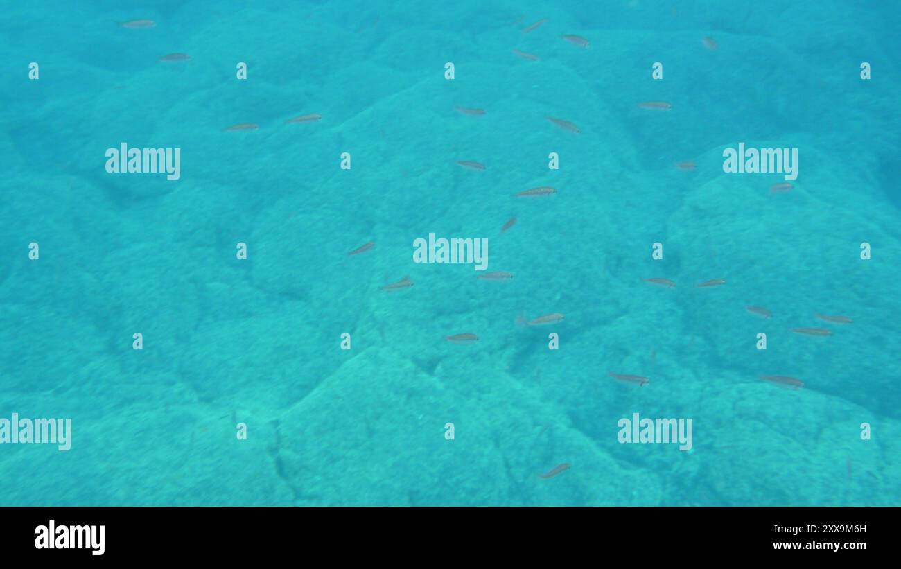 Bogue (boops boops) hi-res stock photography and images - Alamy