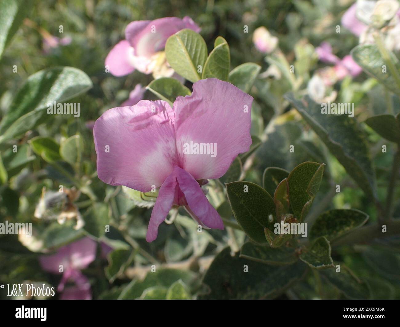 Water blossom pea (Podalyria calyptrata) Plantae Stock Photo - Alamy