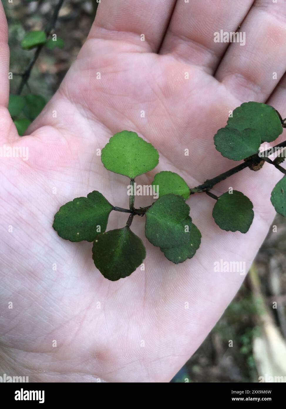 Poataniwha (Melicope simplex) Plantae Stock Photo - Alamy