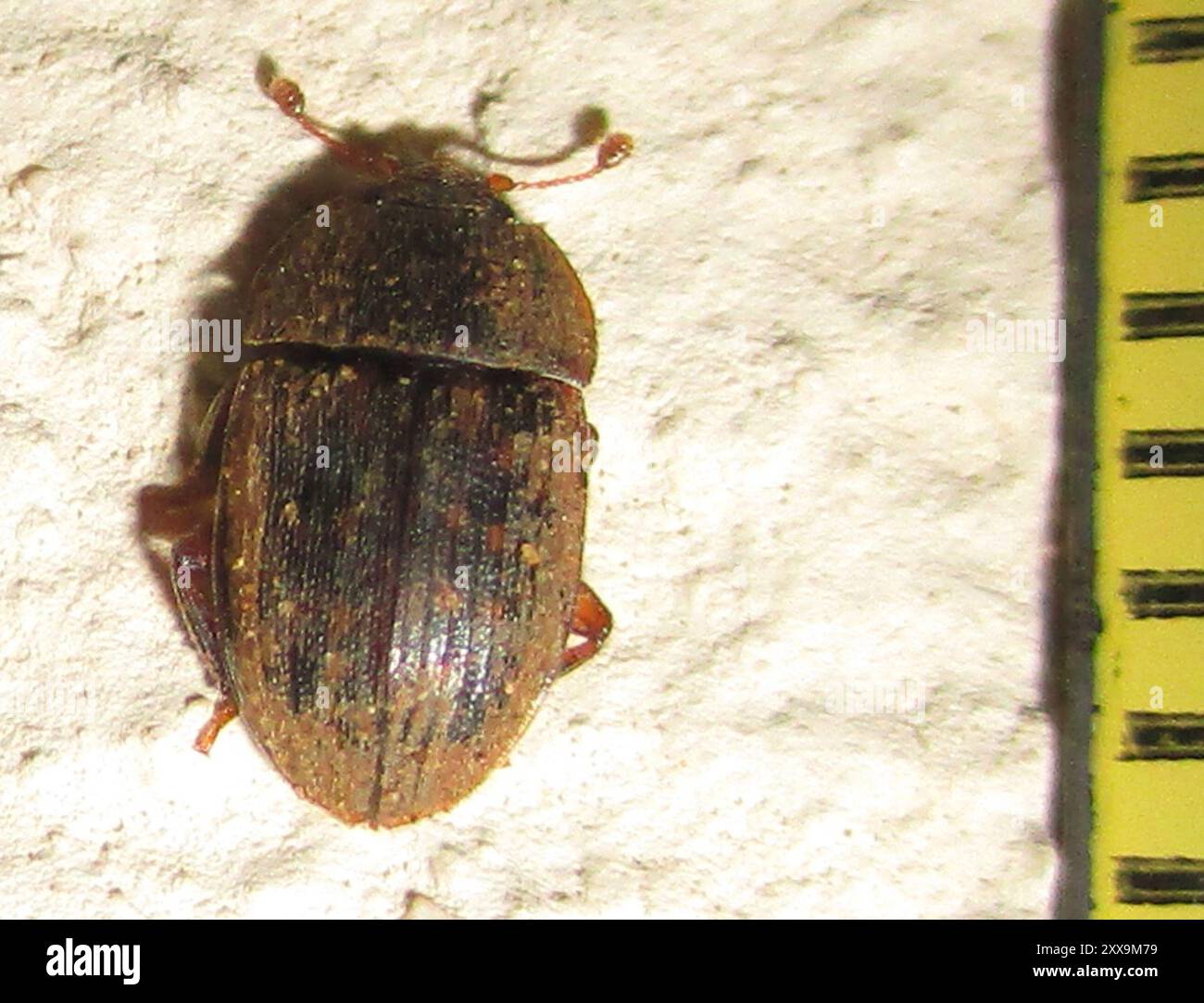 Sap-feeding Beetles (Nitidulidae) Insecta Stock Photo - Alamy