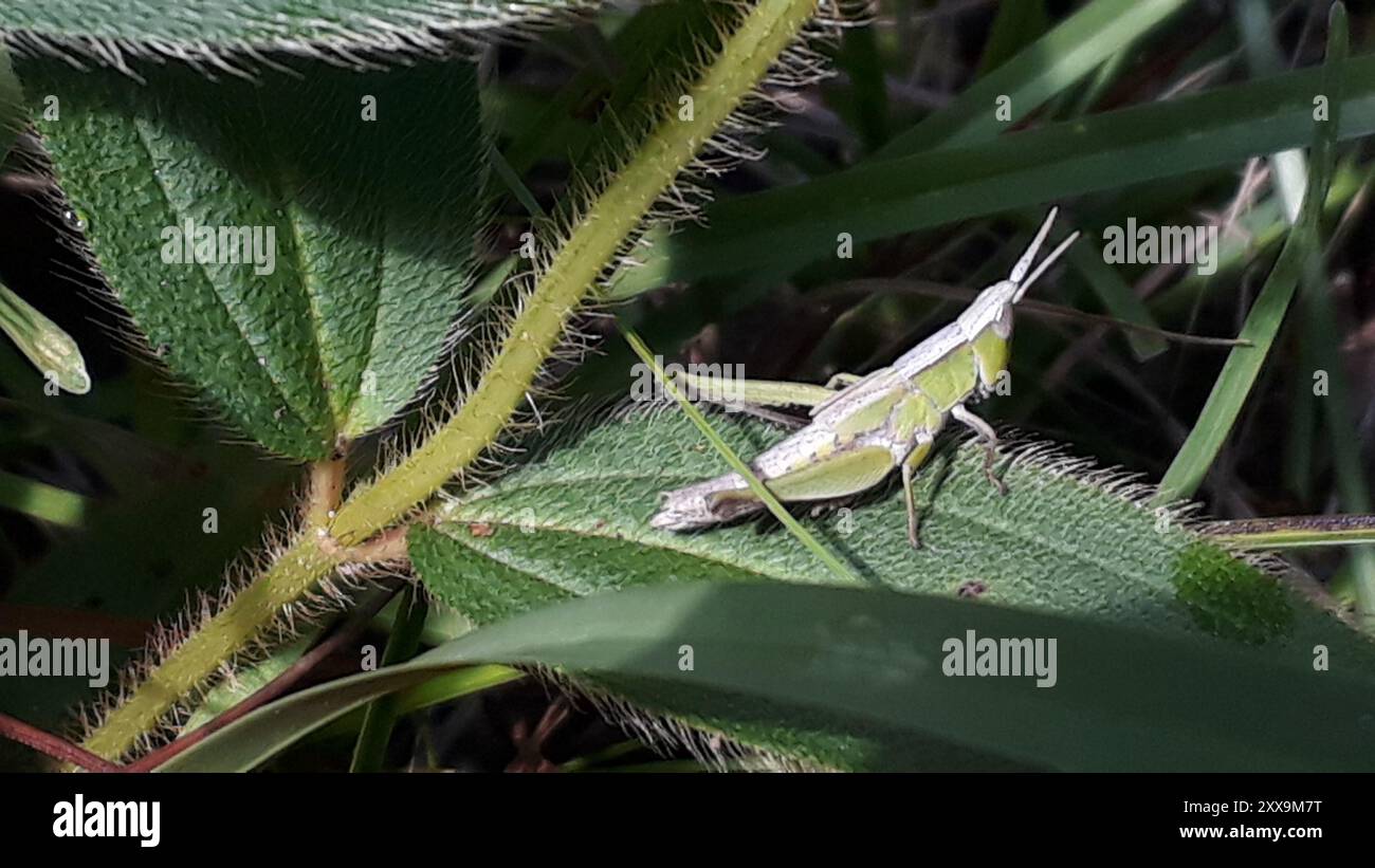 Short-horned Grasshoppers (Acrididae) Insecta Stock Photo - Alamy