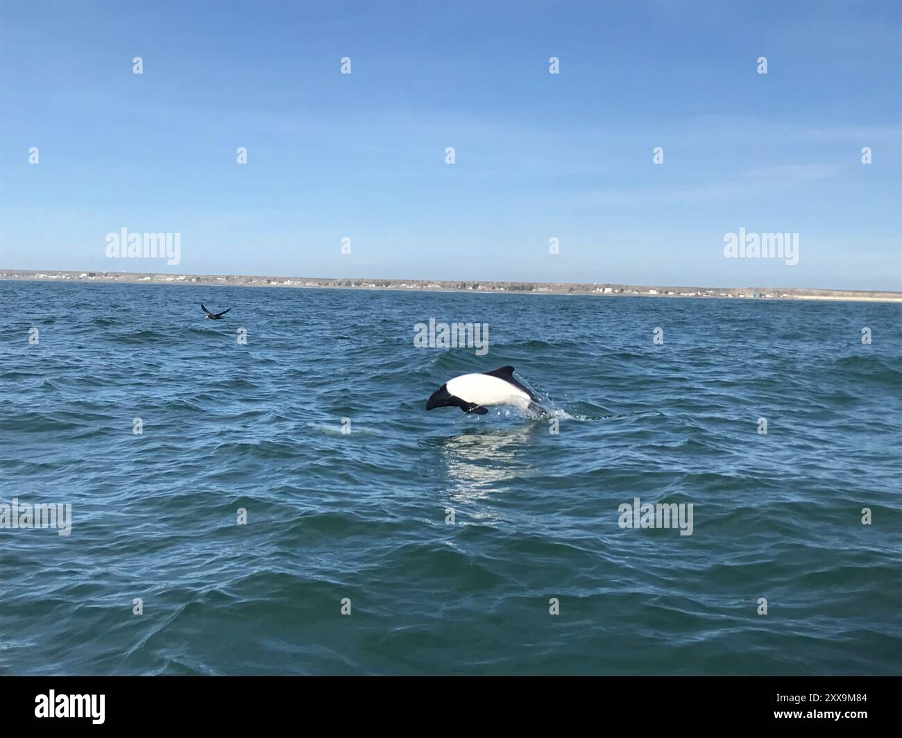 Commerson's Dolphin (Cephalorhynchus commersonii) Mammalia Stock Photo ...