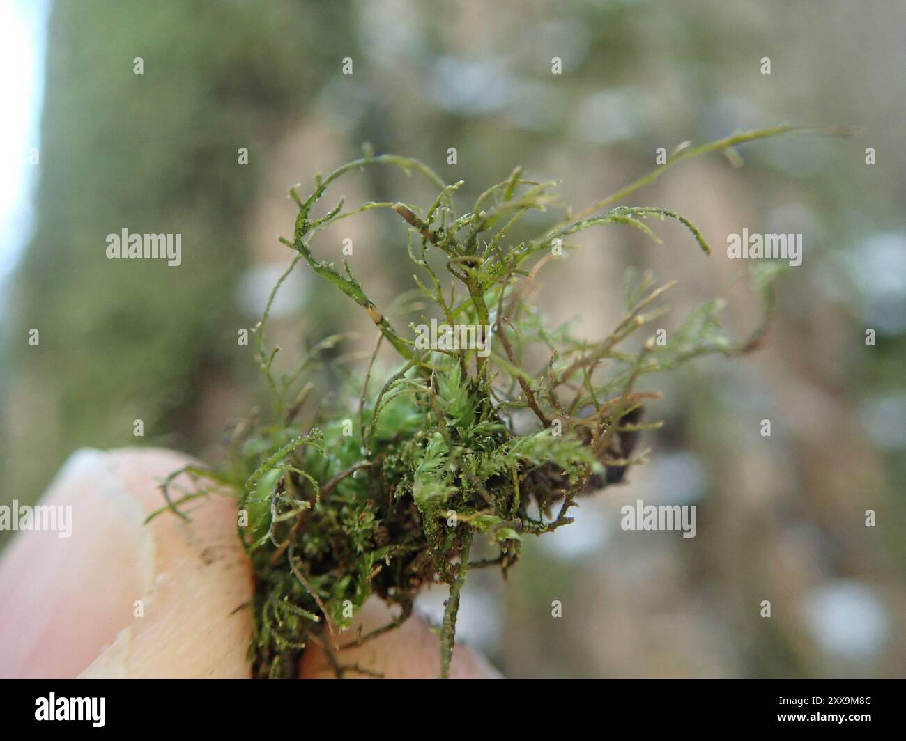 Cat's Tail Moss (Pseudisothecium stoloniferum) Plantae Stock Photo - Alamy