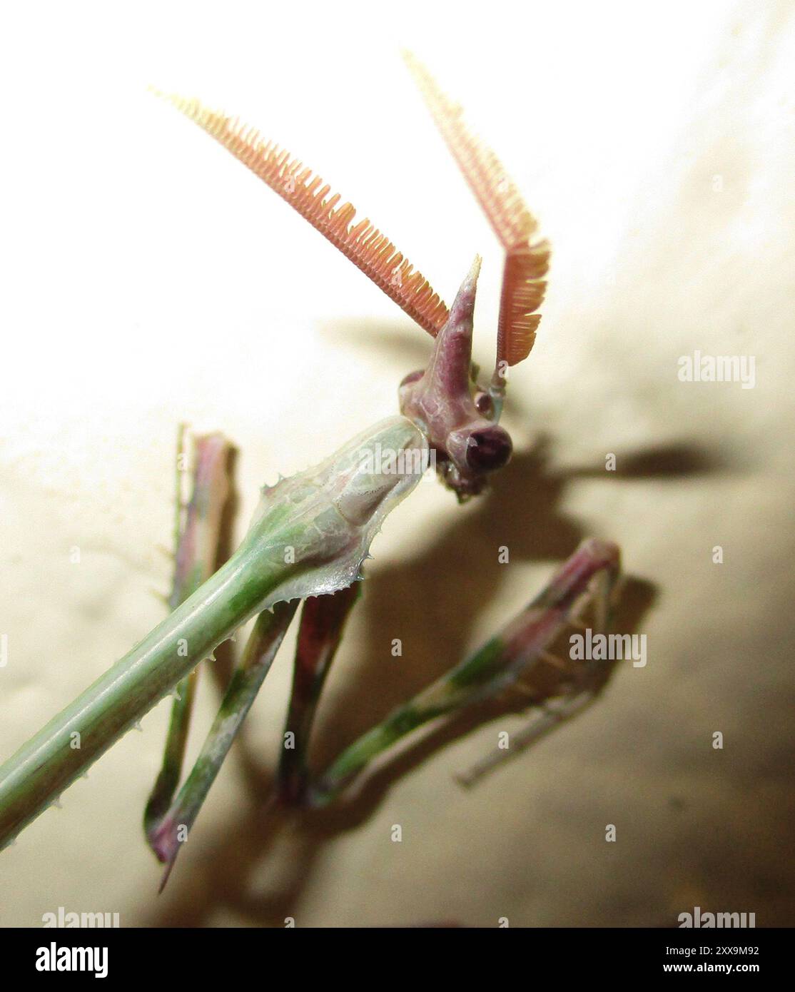 Conehead Mantises (Empusa) Insecta Stock Photo - Alamy