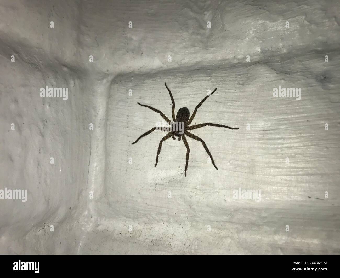 Crescent-eyed Spiders (Selenops) Arachnida Stock Photo - Alamy