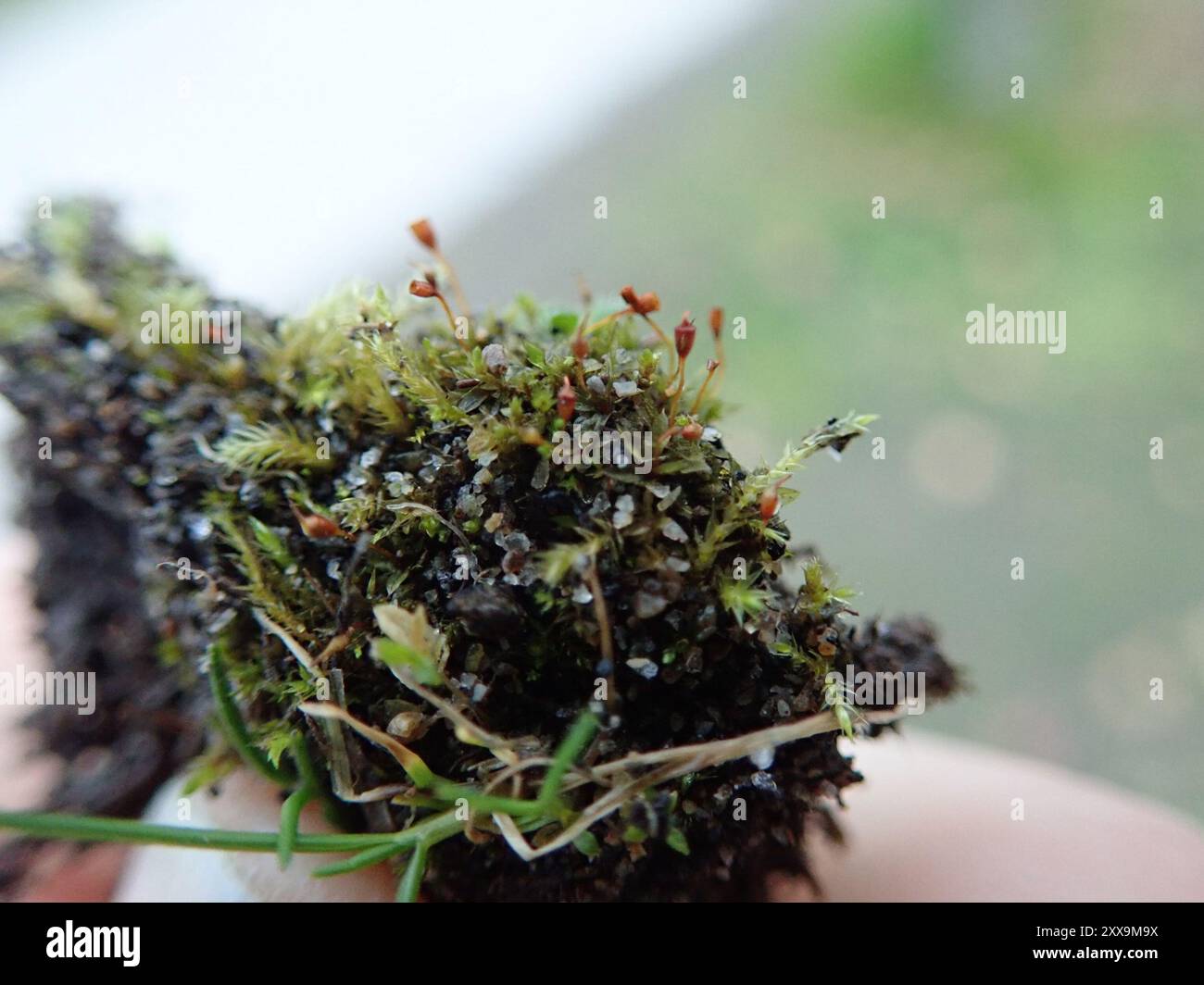 Common Pottia (Tortula truncata) Plantae Stock Photo - Alamy