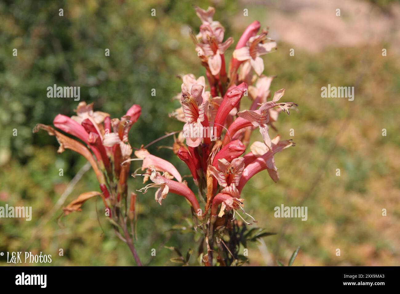 Cape Honeysuckle (Tecomaria capensis) Plantae Stock Photo - Alamy