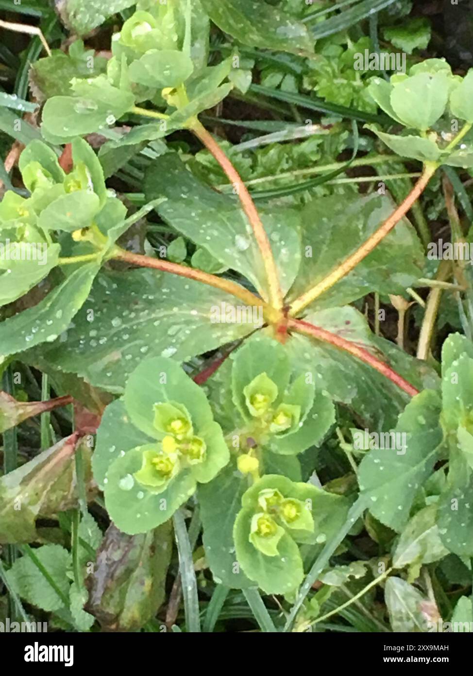 Sun spurge (Euphorbia helioscopia) Plantae Stock Photo - Alamy