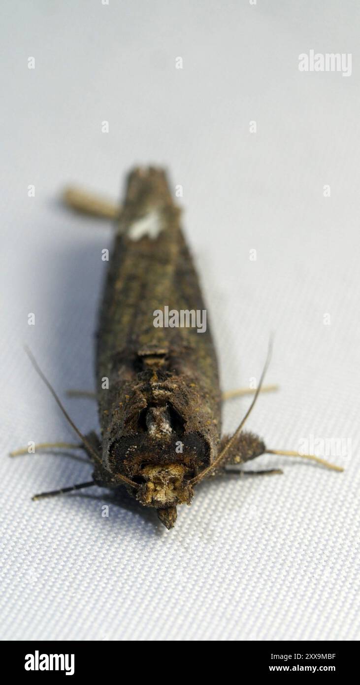 Owlet Moths and Allies (Noctuoidea) Insecta Stock Photo - Alamy