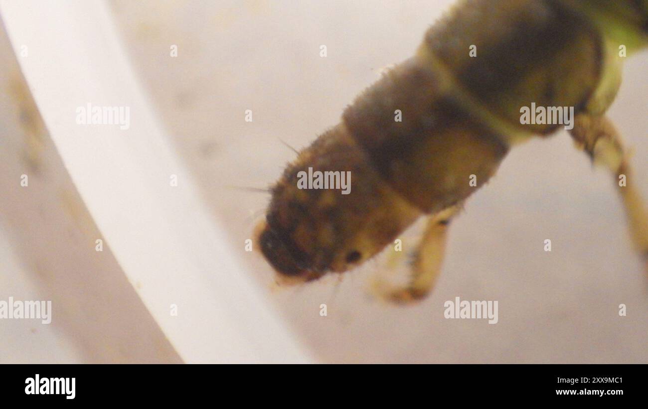 Net-spinning Caddisflies (Hydropsychidae) Insecta Stock Photo - Alamy