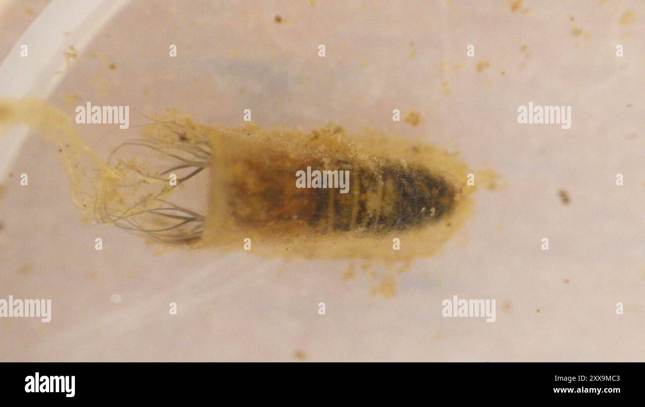 Black Flies (Simuliidae) Insecta Stock Photo - Alamy