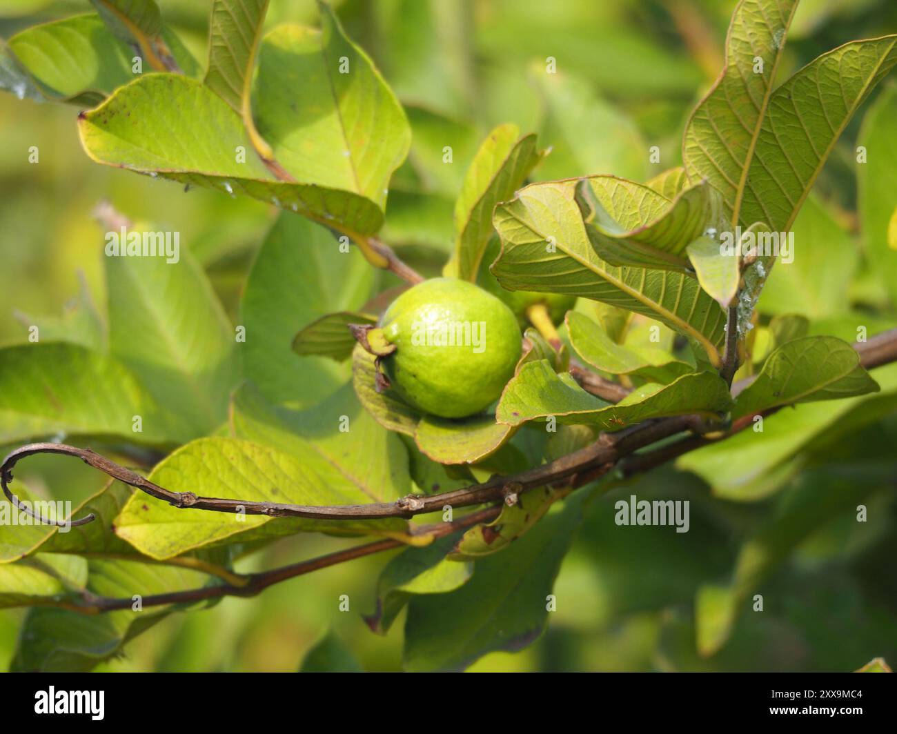 Common guava (Psidium guajava) Plantae Stock Photo - Alamy
