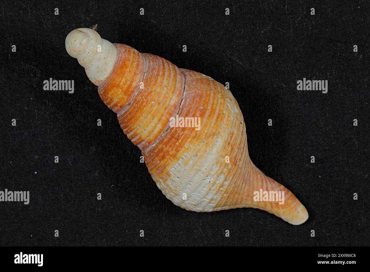 Common Spindle (Colus gracilis) Mollusca Stock Photo - Alamy