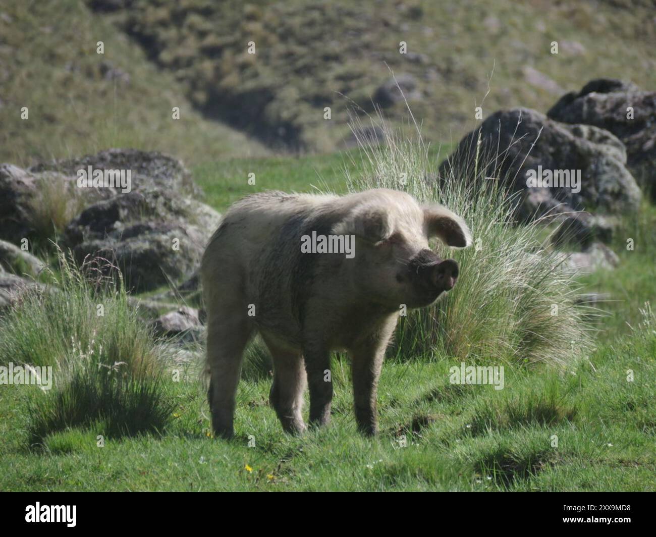 Domestic Pig (Sus scrofa domesticus) Mammalia Stock Photo - Alamy