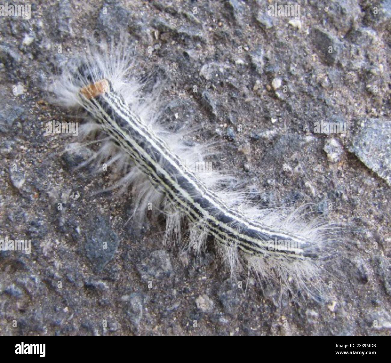Contracted Datana Moth (Datana contracta) Insecta Stock Photo - Alamy