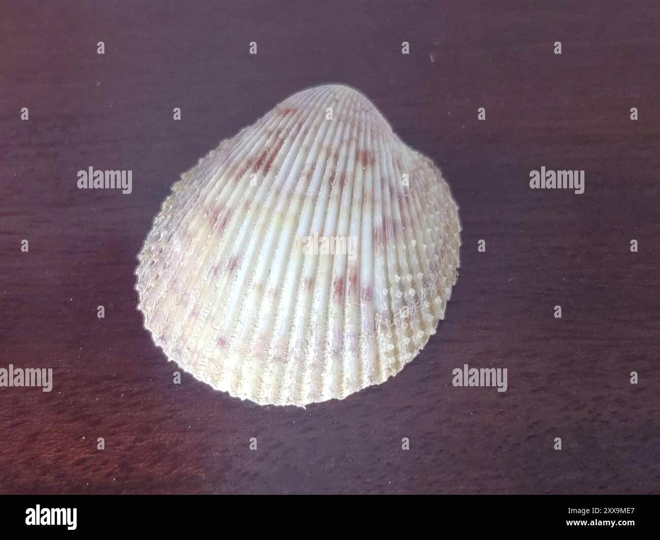 Yellow Prickly Cockle (Dallocardia muricata) Mollusca Stock Photo - Alamy