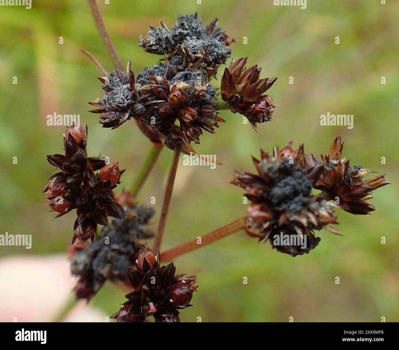 Smut fungi (Ustilaginomycetes) Fungi Stock Photo - Alamy