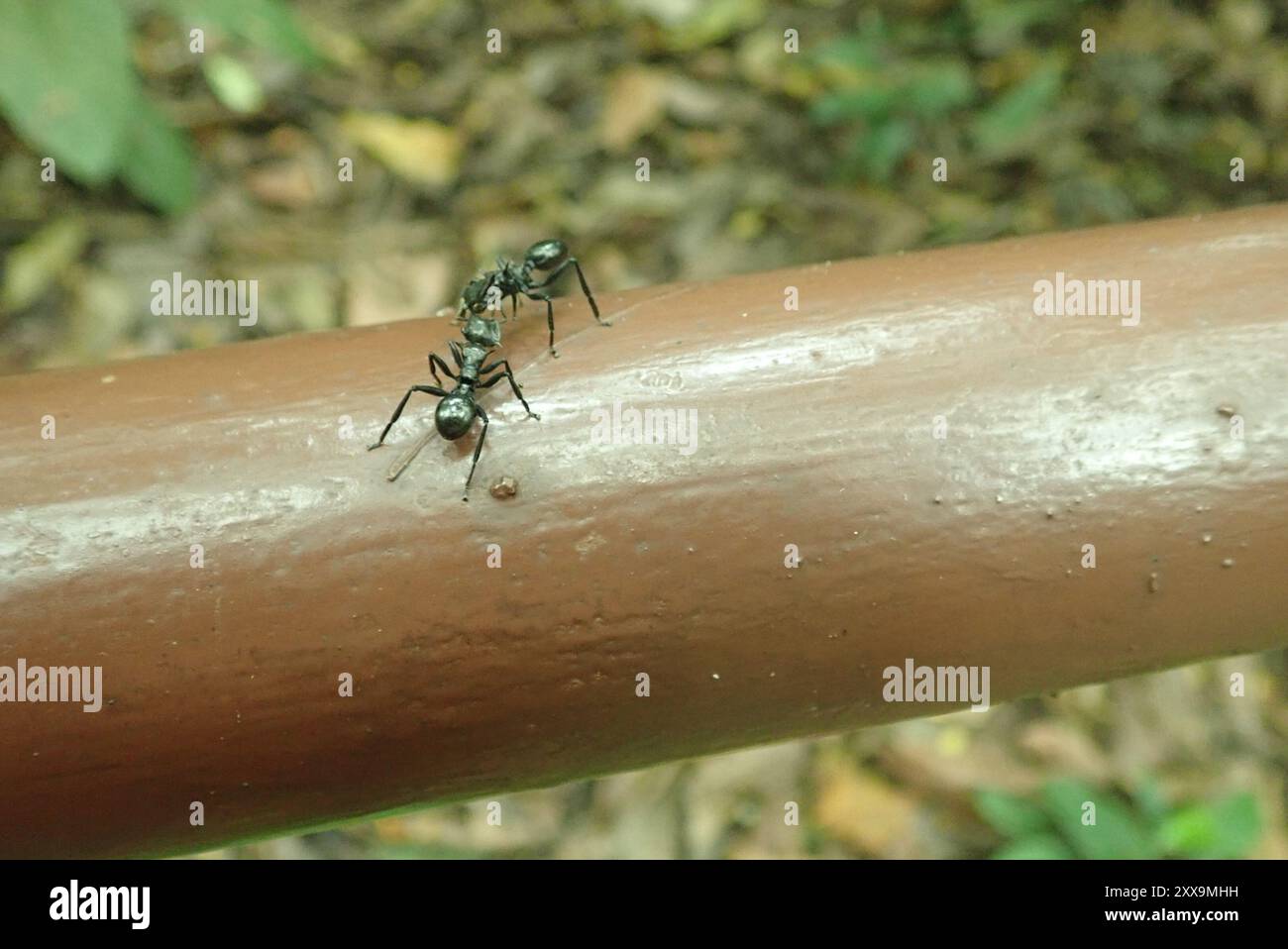 Common Giant Turtle Ant (Cephalotes atratus) Insecta Stock Photo - Alamy