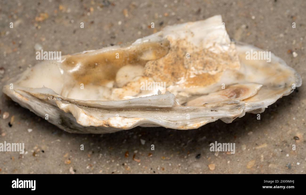 Eastern Oyster (Crassostrea virginica) Mollusca Stock Photo - Alamy