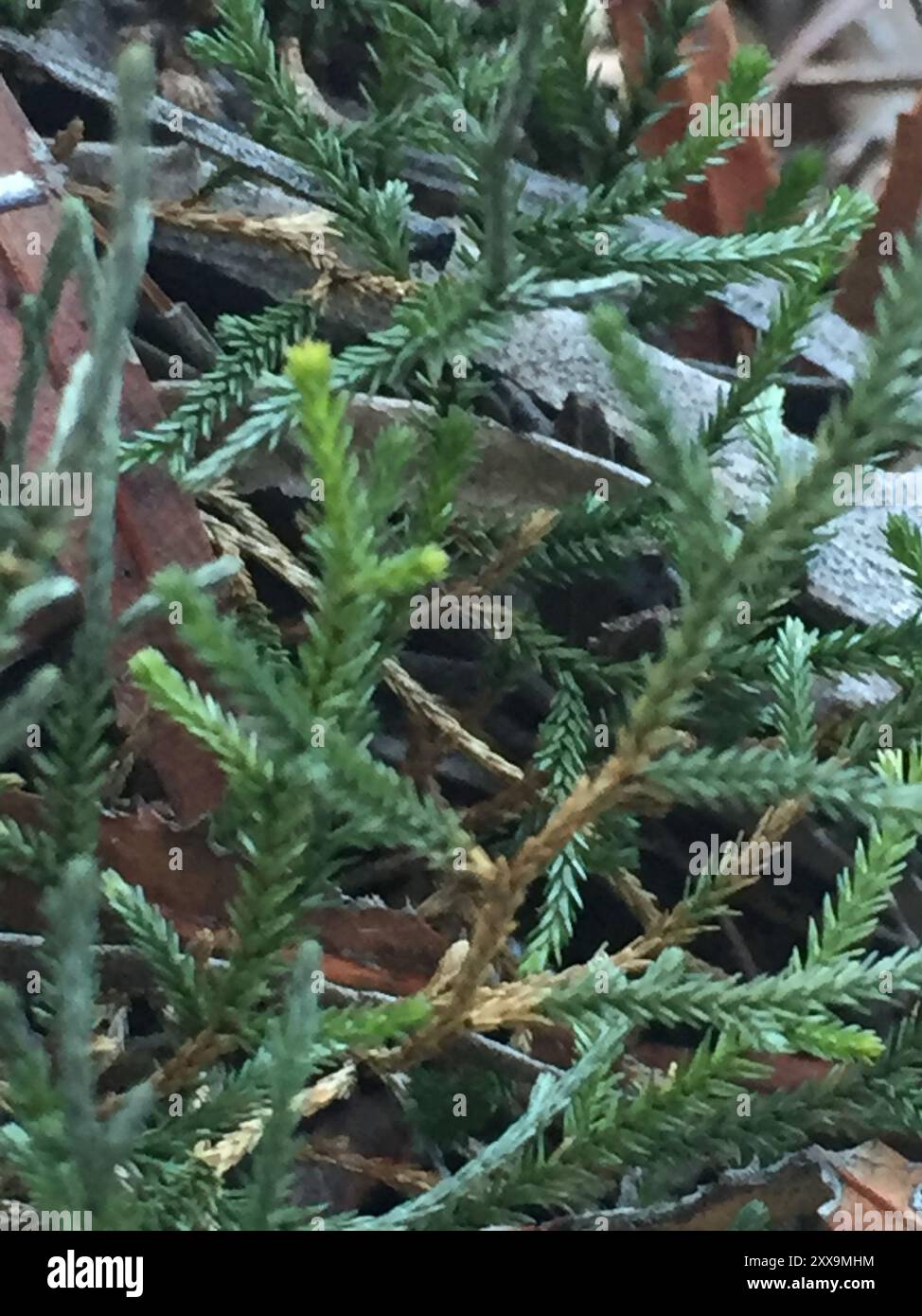 alligator juniper (Juniperus deppeana) Plantae Stock Photo - Alamy
