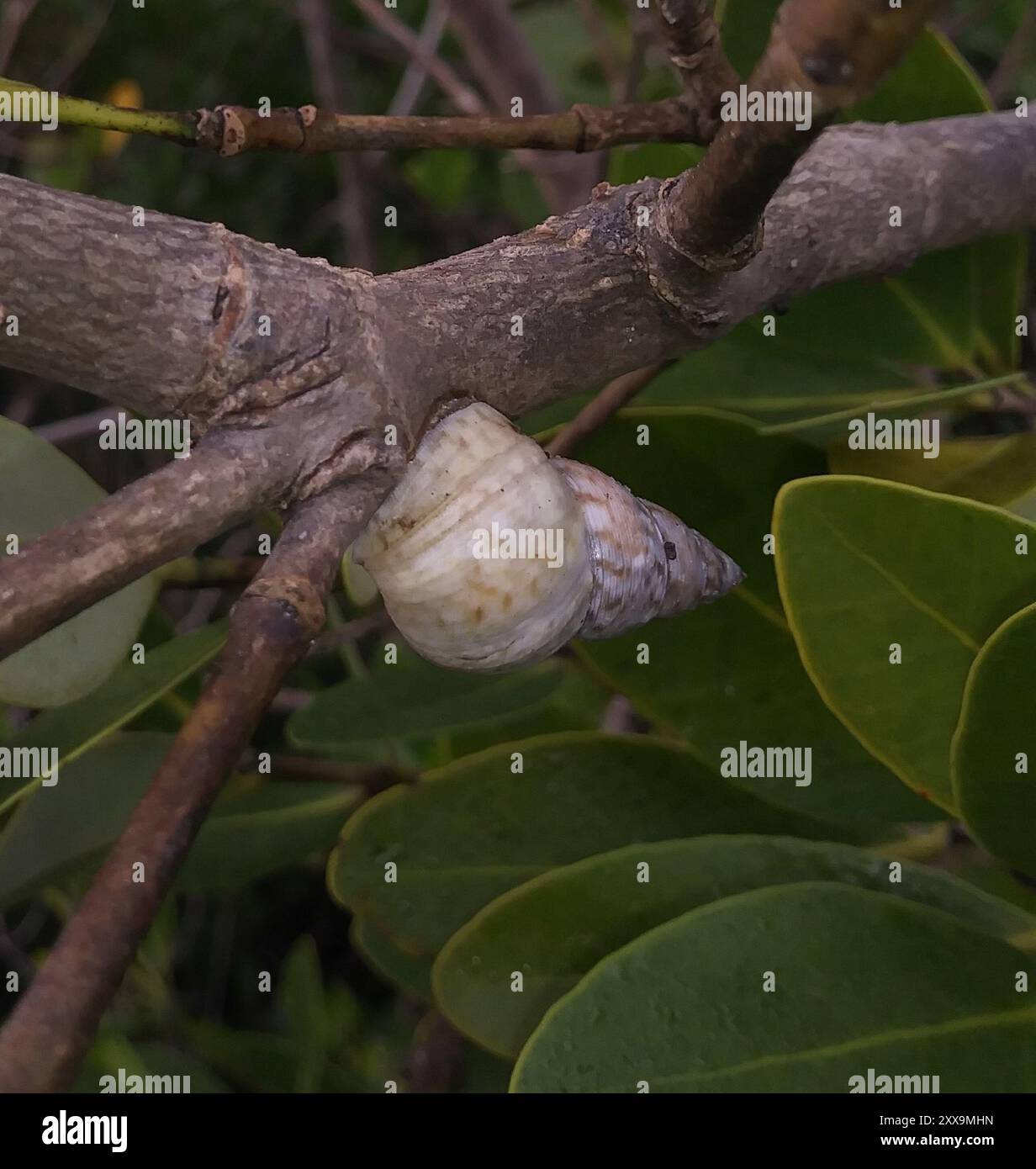 Mangrove Periwinkle (Littoraria angulifera) Mollusca Stock Photo - Alamy