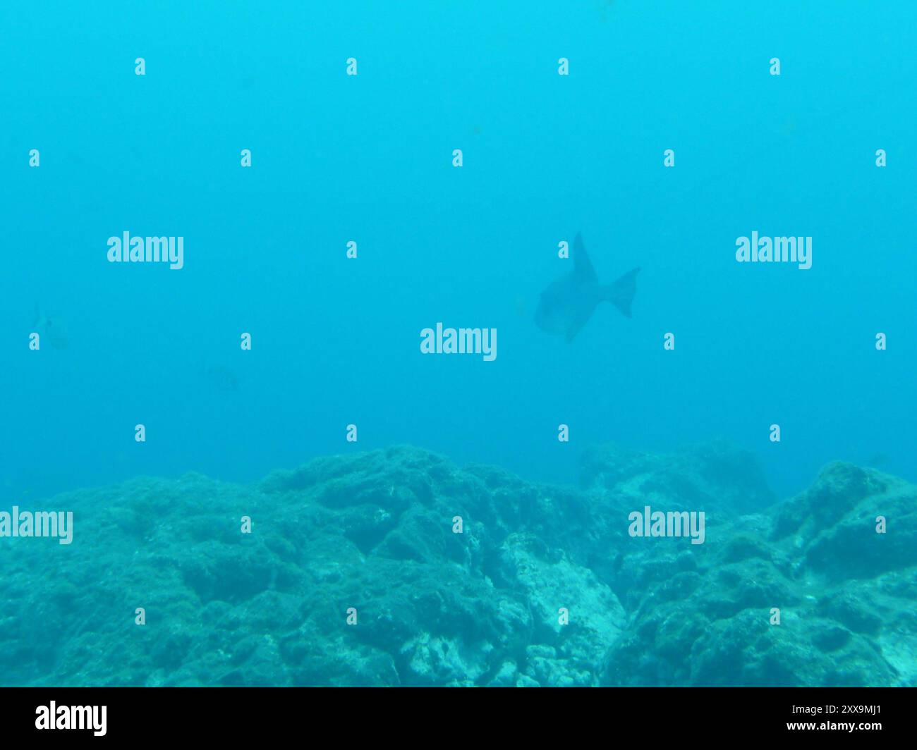 Triggerfishes (Balistidae) Actinopterygii Stock Photo - Alamy