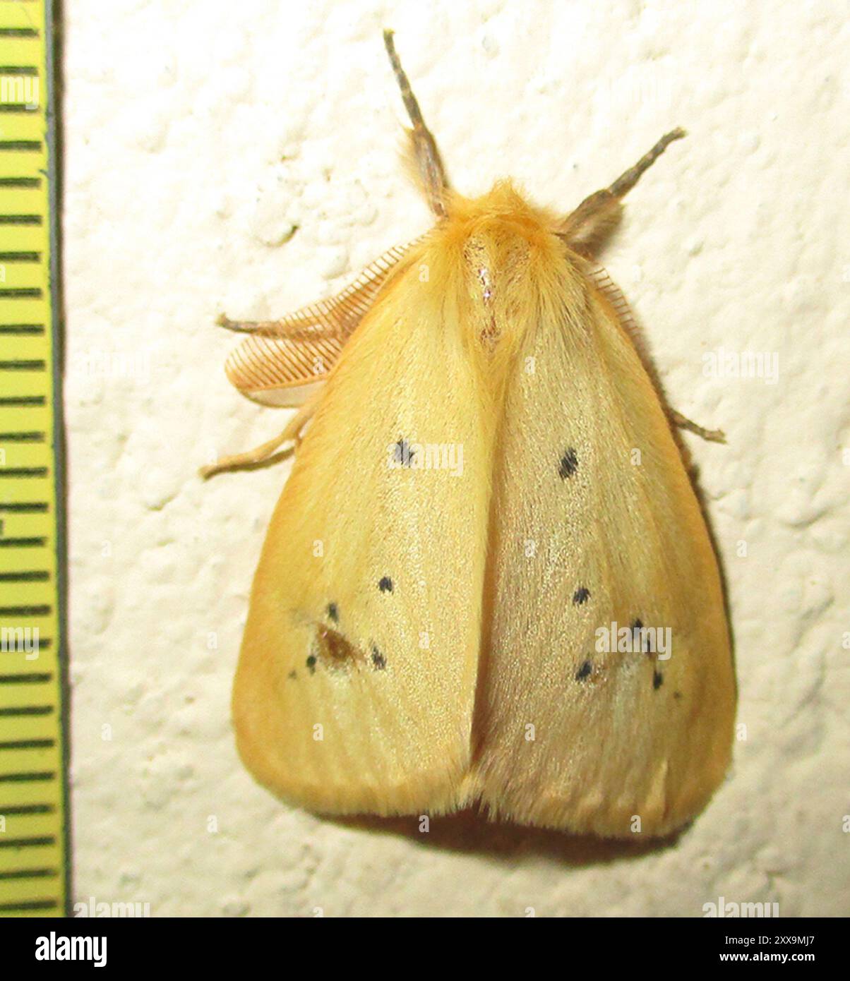 Tussock Moths (Lymantriinae) Insecta Stock Photo - Alamy