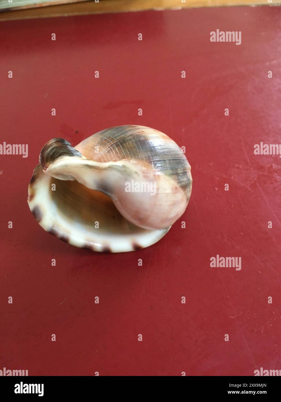 Pear Bonnet Snail (Semicassis pyrum) Mollusca Stock Photo - Alamy