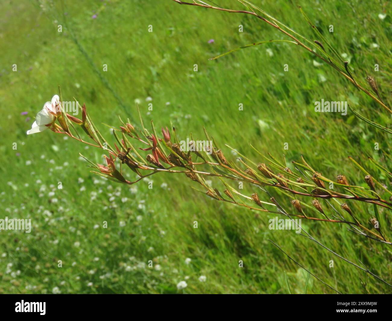 evening primrose family (Onagraceae) Plantae Stock Photo - Alamy