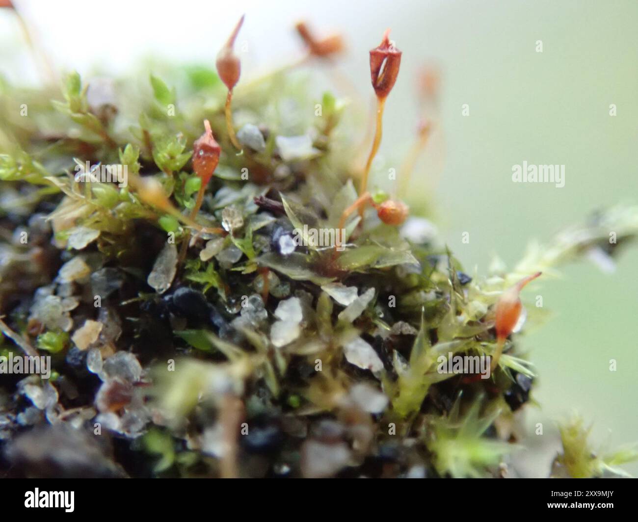 Common Pottia (Tortula truncata) Plantae Stock Photo - Alamy