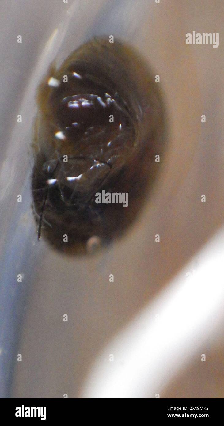 Valve Snails and Allies (Valvatoidea) Mollusca Stock Photo - Alamy