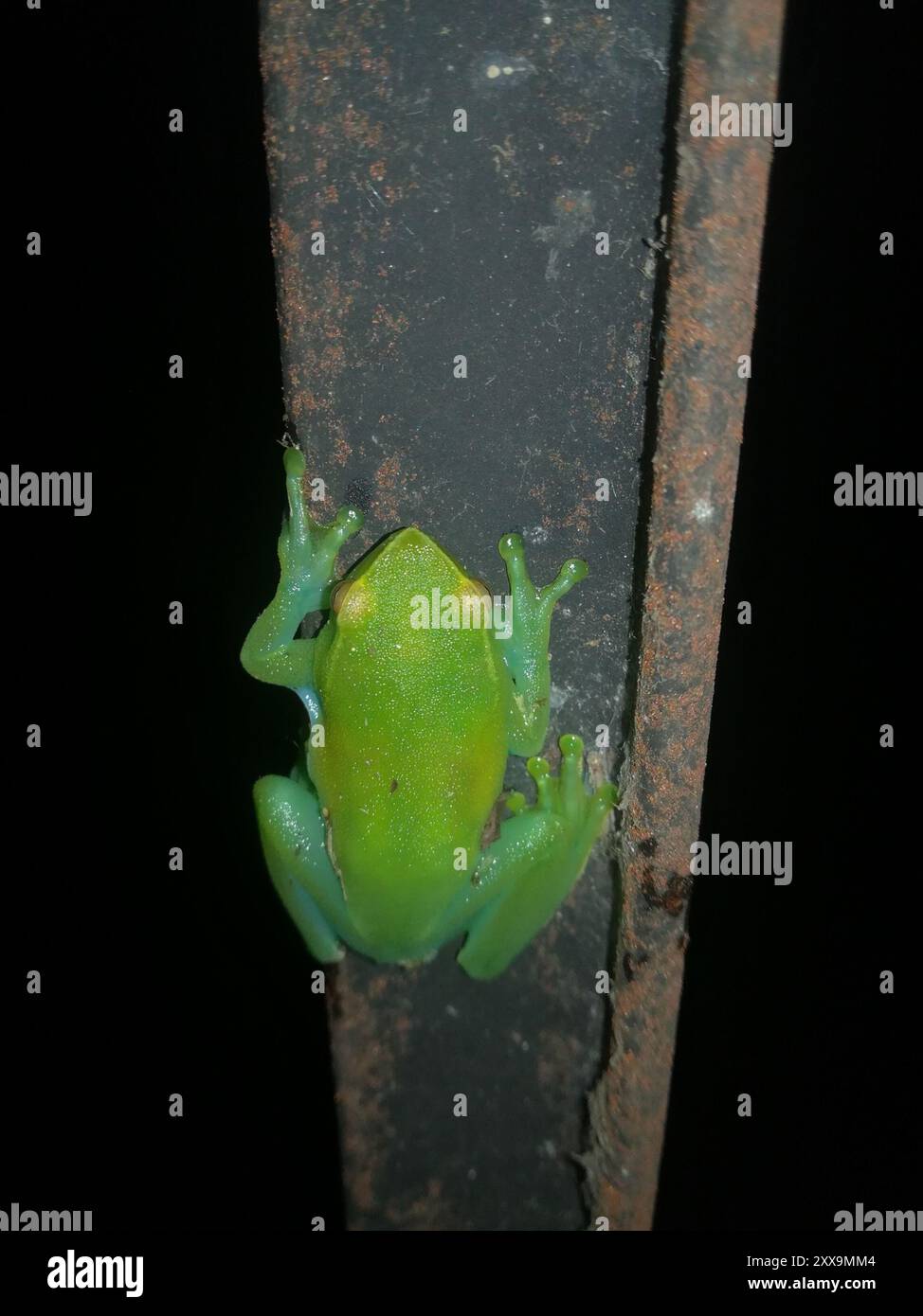 Greater Hatchet-faced Tree Frog (Sphaenorhynchus lacteus) Amphibia ...
