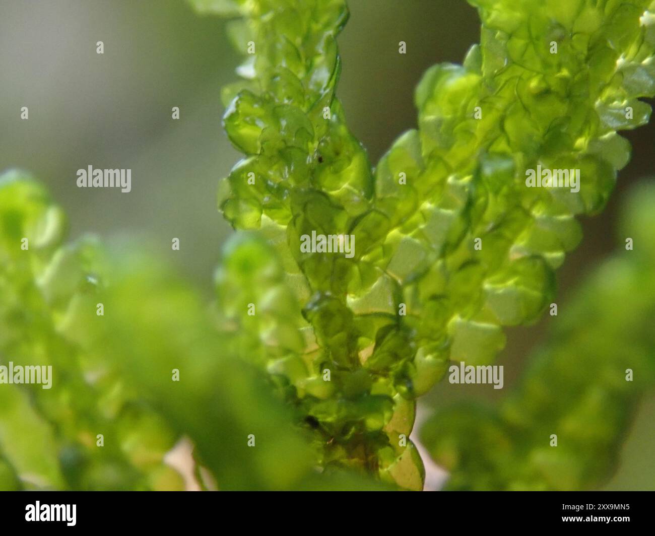 (Porella roellii) Plantae Stock Photo - Alamy