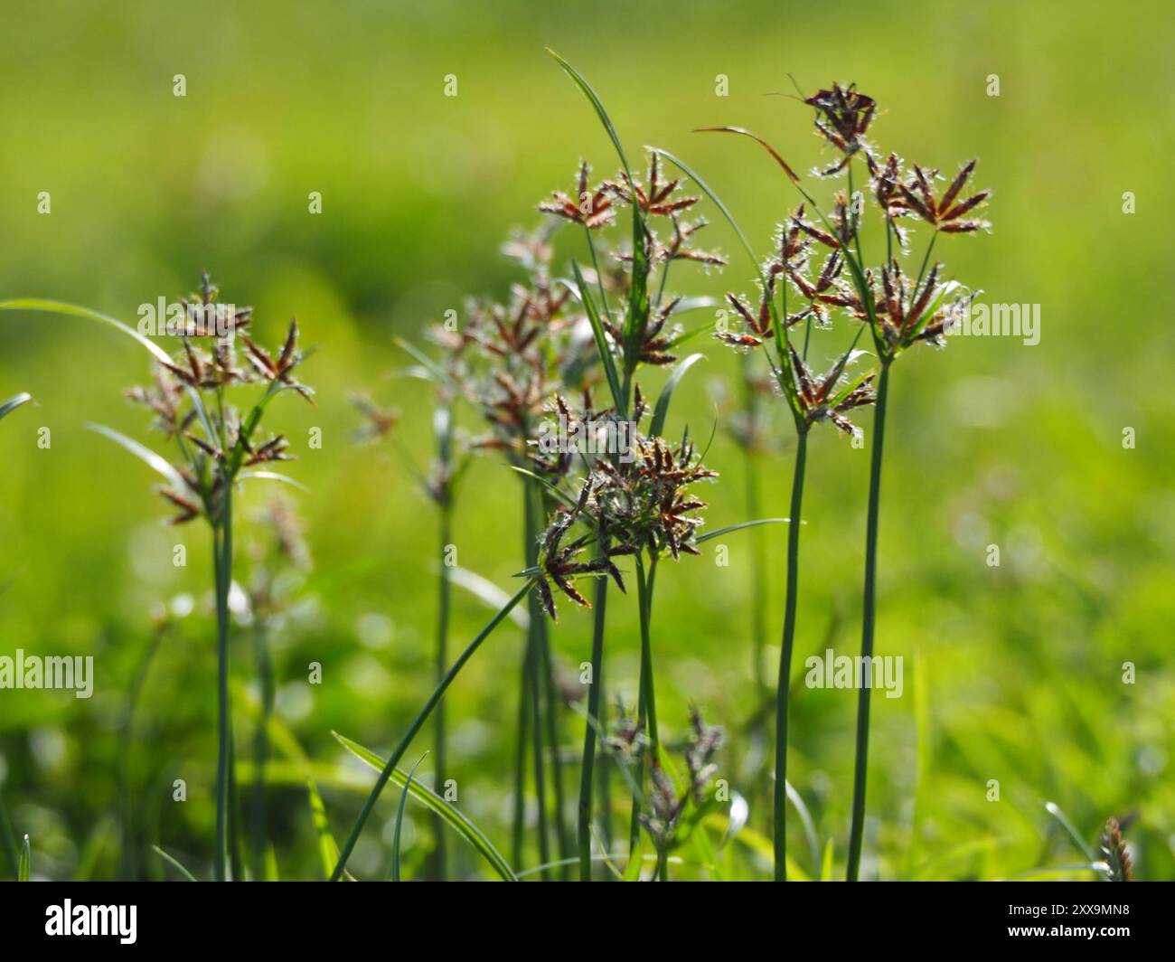 Purple nutsedge (Cyperus rotundus) Plantae Stock Photo - Alamy