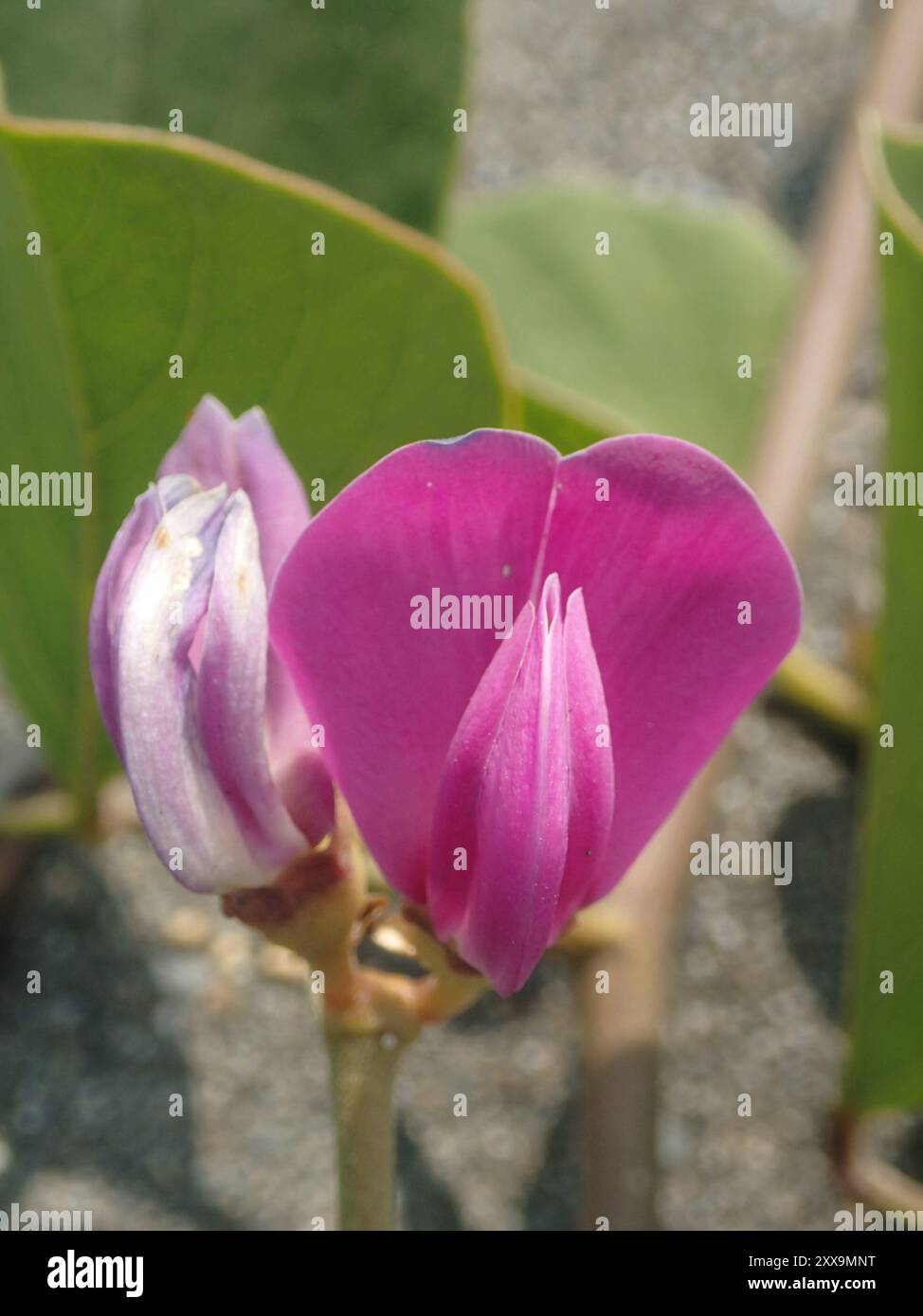Beach Bean (Canavalia rosea) Plantae Stock Photo - Alamy
