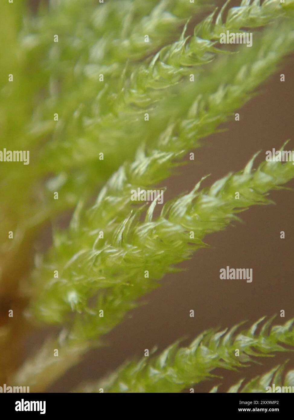 Oregon Beaked Moss (Kindbergia oregana) Plantae Stock Photo - Alamy