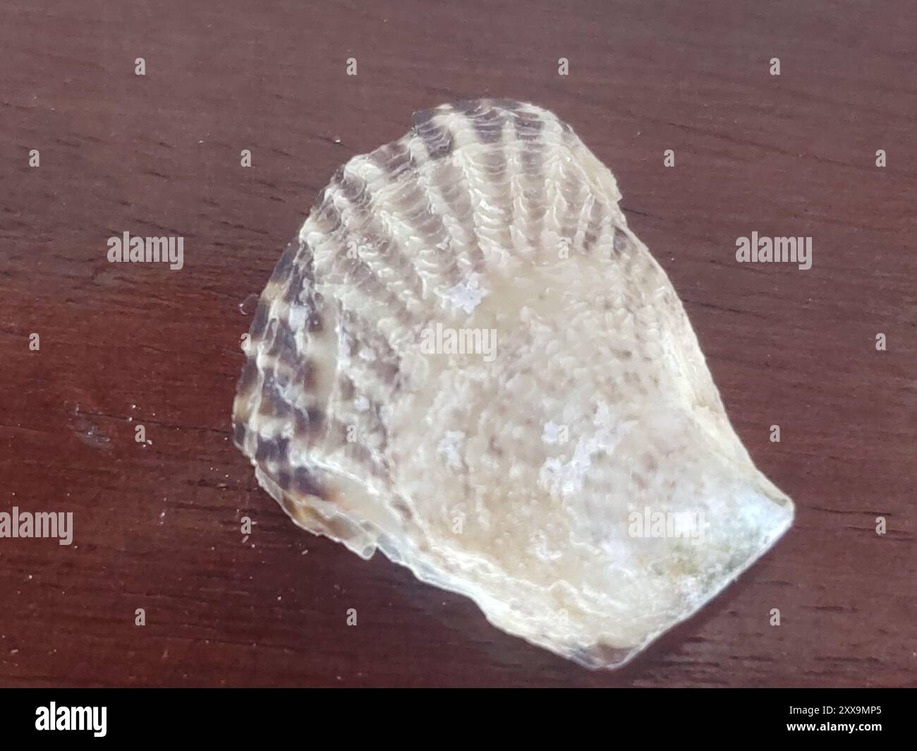 Flat Tree Oyster (Isognomon alatus) Mollusca Stock Photo - Alamy
