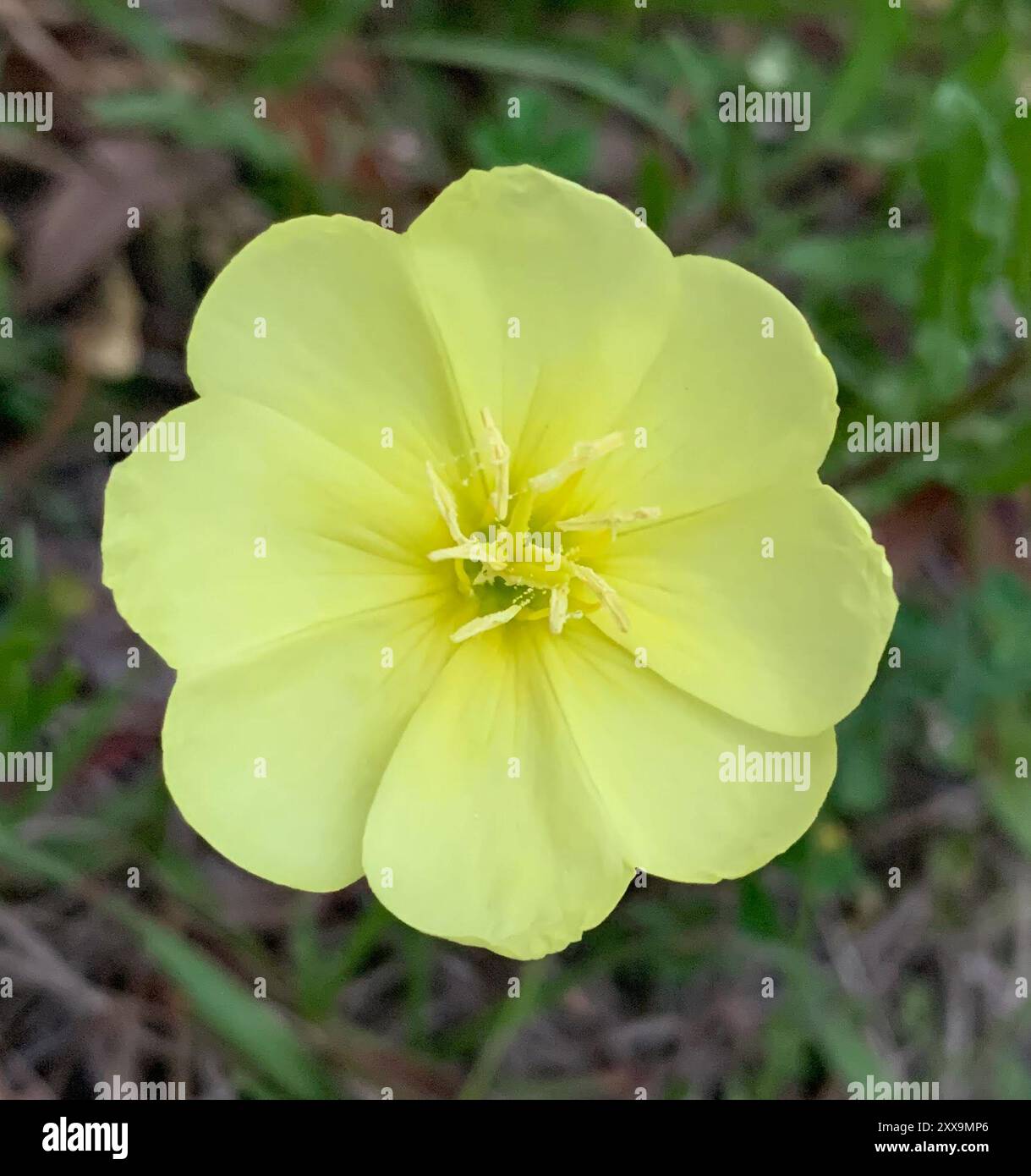 cutleaf evening primrose (Oenothera laciniata) Plantae Stock Photo - Alamy