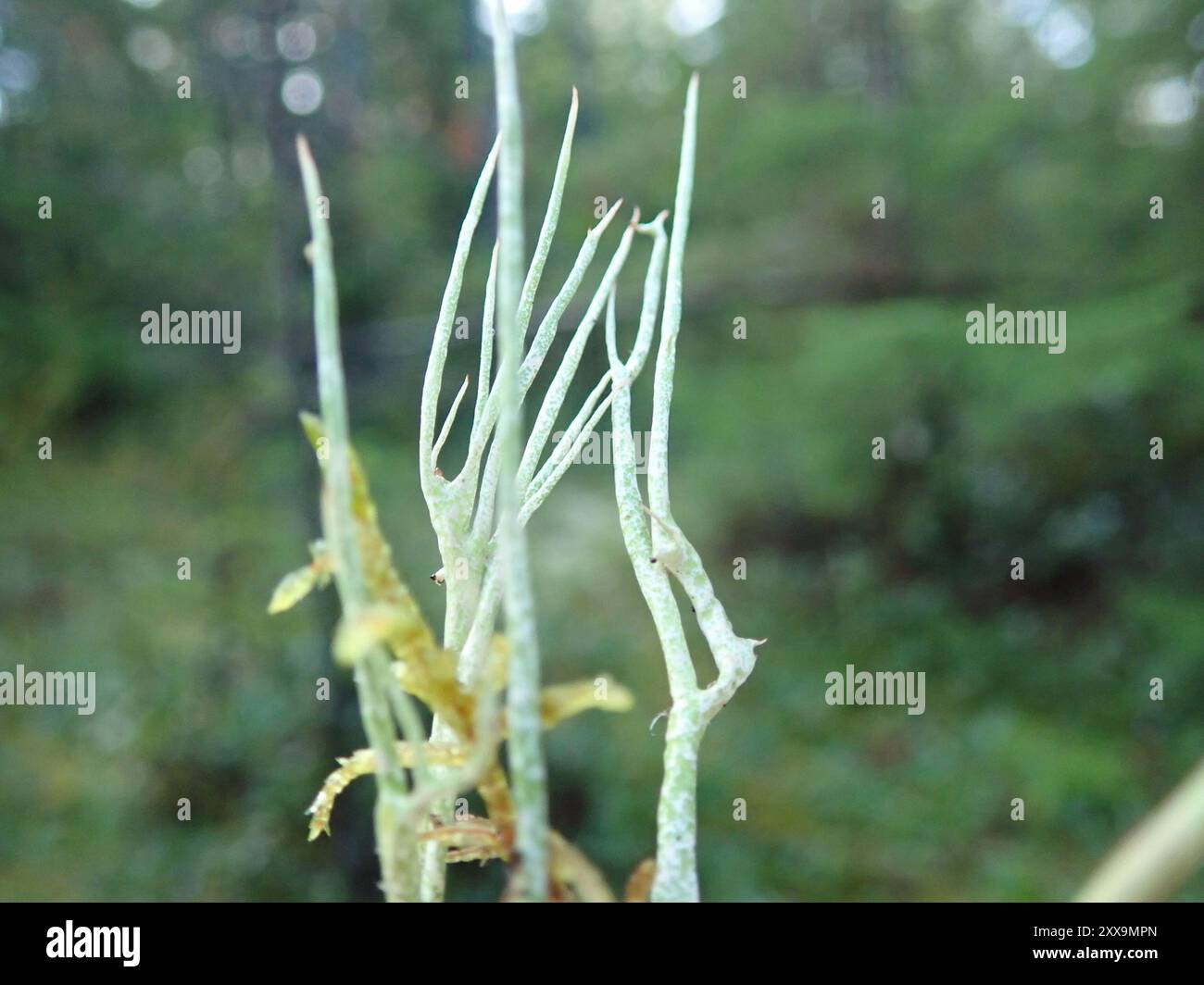 Smooth Horn Lichen (Cladonia gracilis) Fungi Stock Photo - Alamy
