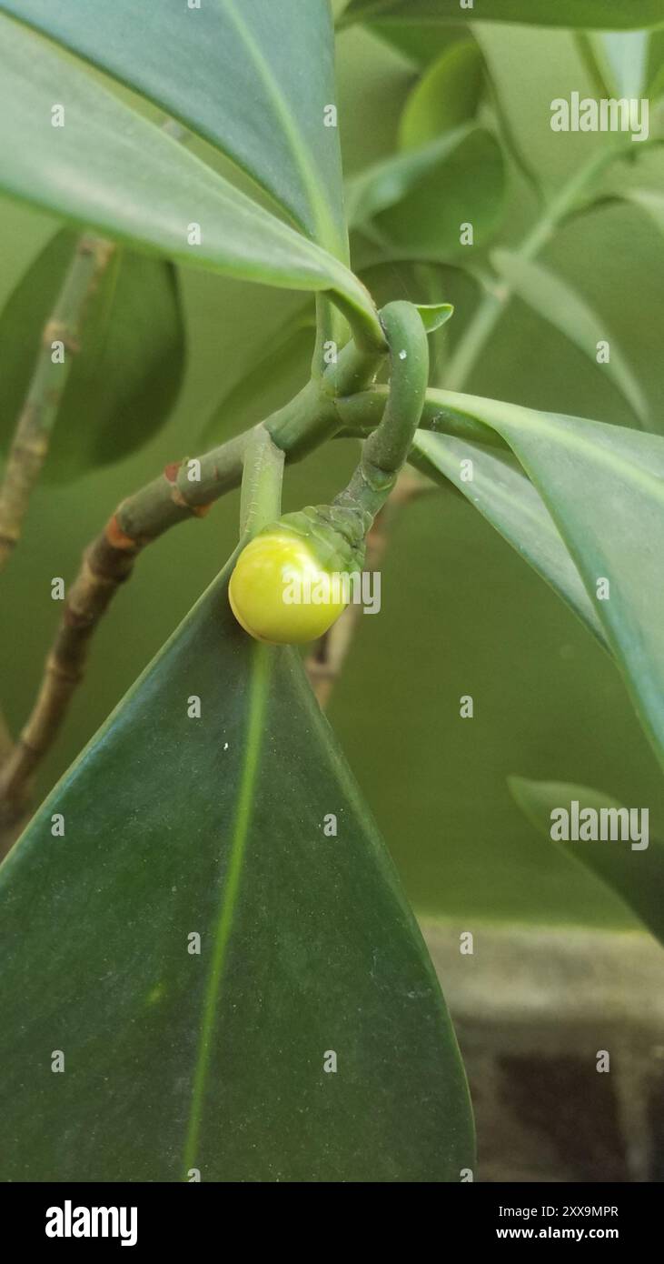 autograph tree (Clusia rosea) Plantae Stock Photo - Alamy