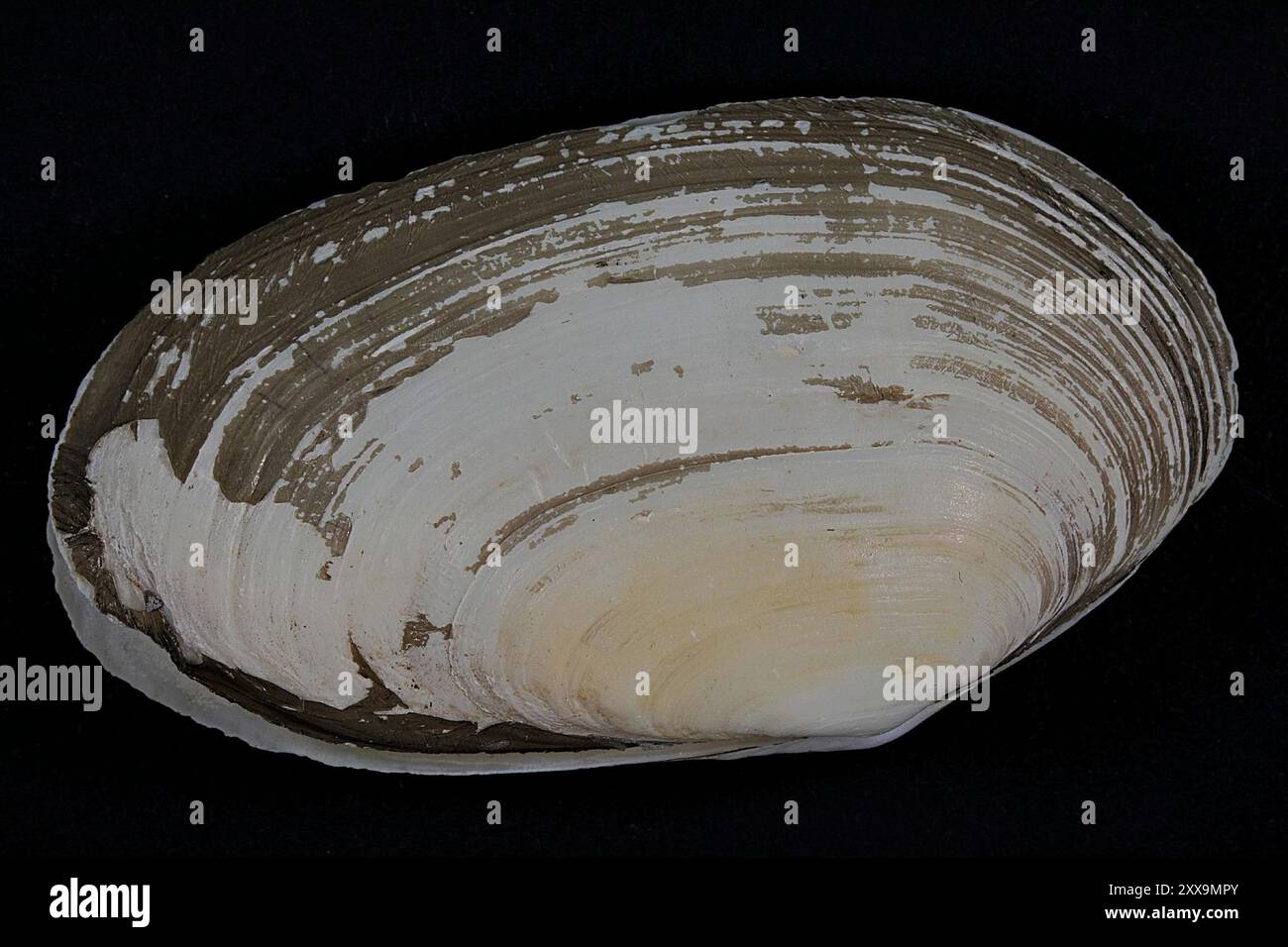 Otter shell (Lutraria lutraria) Mollusca Stock Photo - Alamy