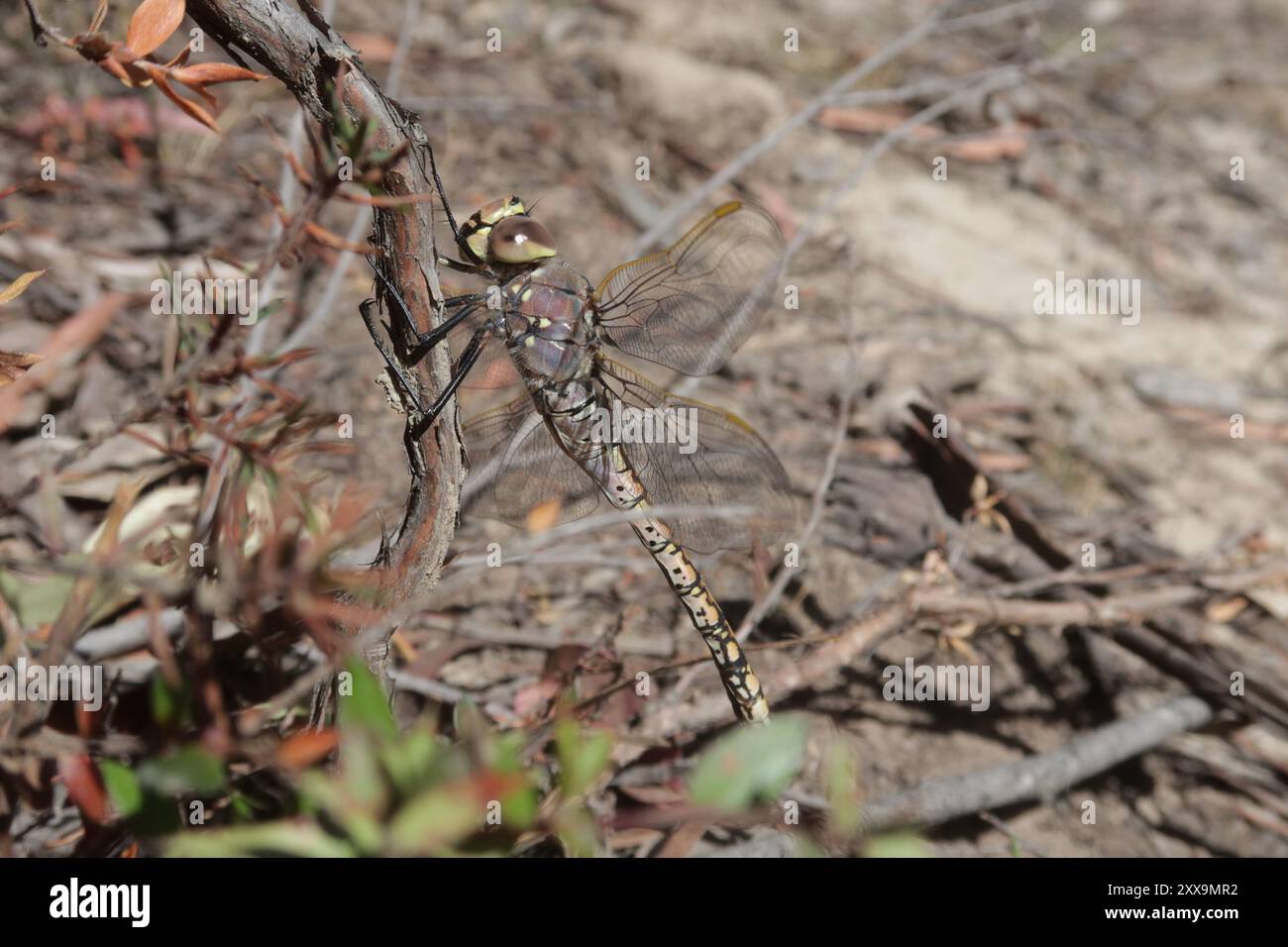 Australian Emperor (Anax papuensis) Insecta Stock Photo - Alamy