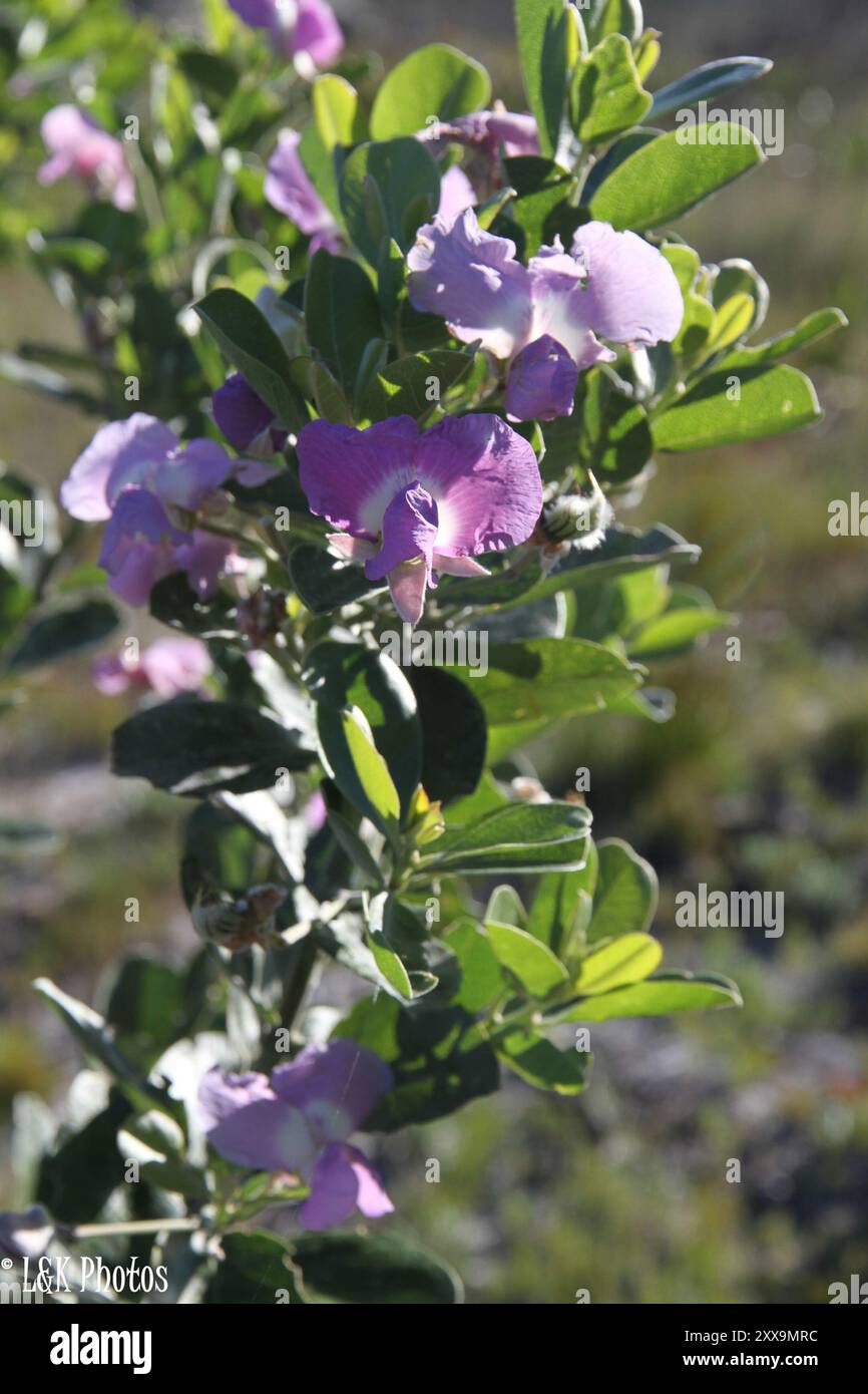 Water blossom pea (Podalyria calyptrata) Plantae Stock Photo - Alamy