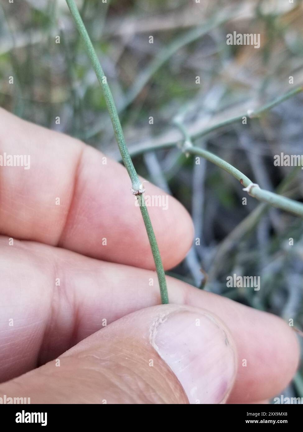 rough jointfir (Ephedra aspera) Plantae Stock Photo - Alamy