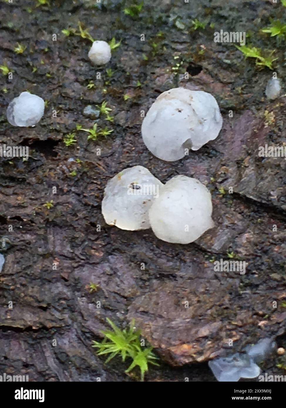 Crystal Brain Fungus (Myxarium nucleatum) Fungi Stock Photo - Alamy